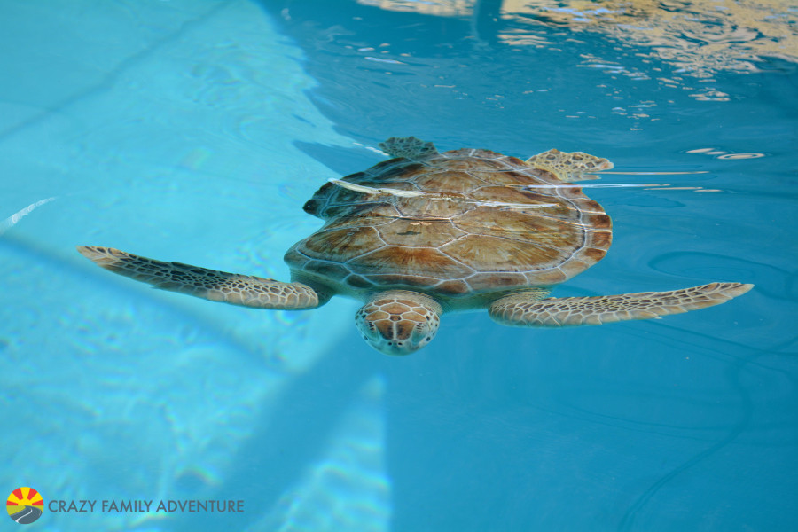 The Best Place to See Turtles in the Florida Keys - Crazy Family Adventure